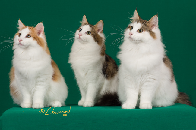 Butch Cassidy and the Sundance Kid – Featherland Norwegian Forest Cats